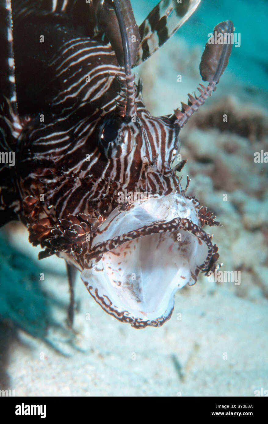Lionfish or Turkeyfish (Pterois volitans) yawning. Egypt, Red Sea Stock ...