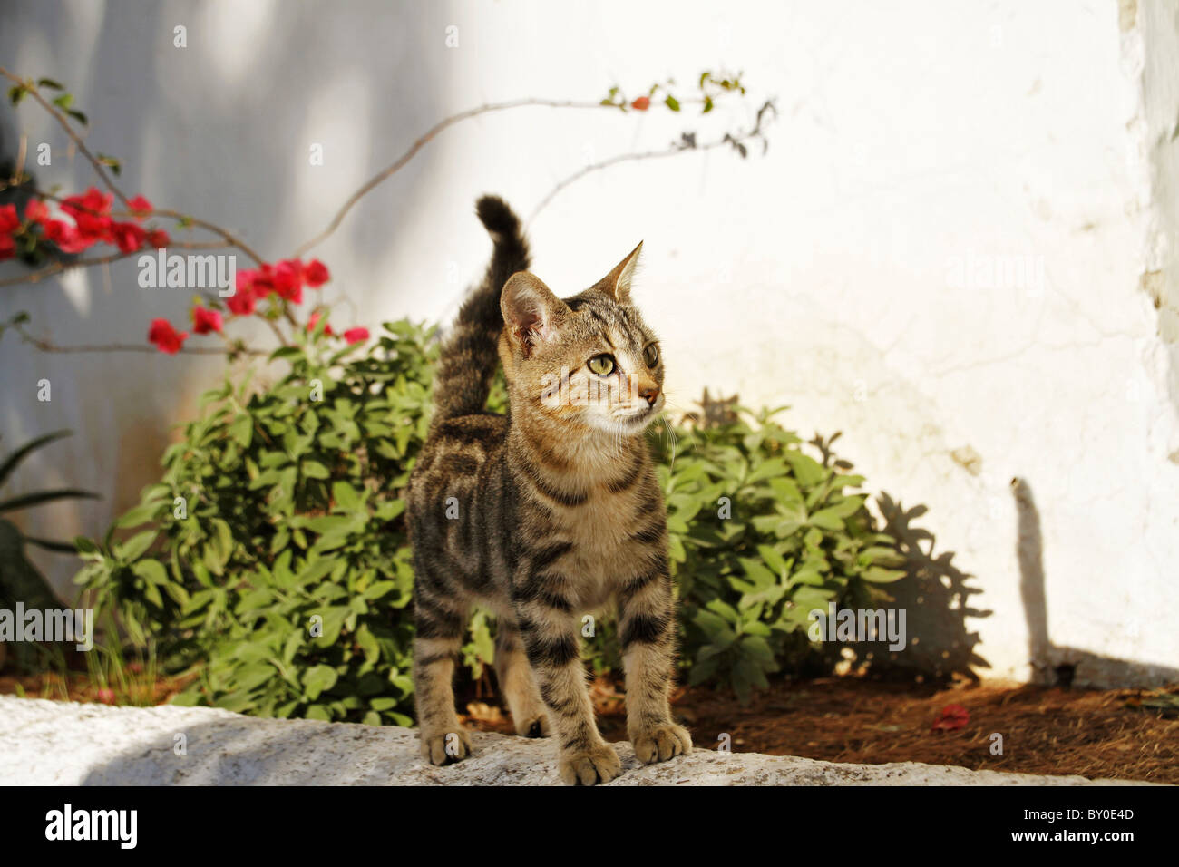 domestic cat - kitten - standing Stock Photo - Alamy