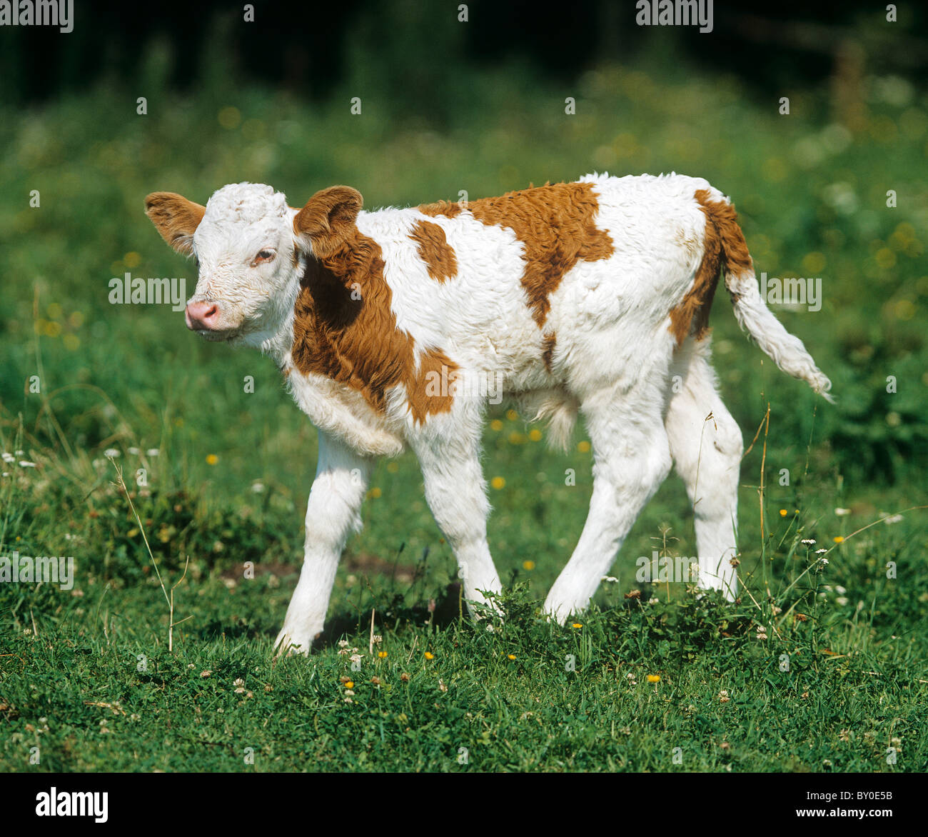 Domestic Cattle. Calf walking in pasture in spring Stock Photo - Alamy