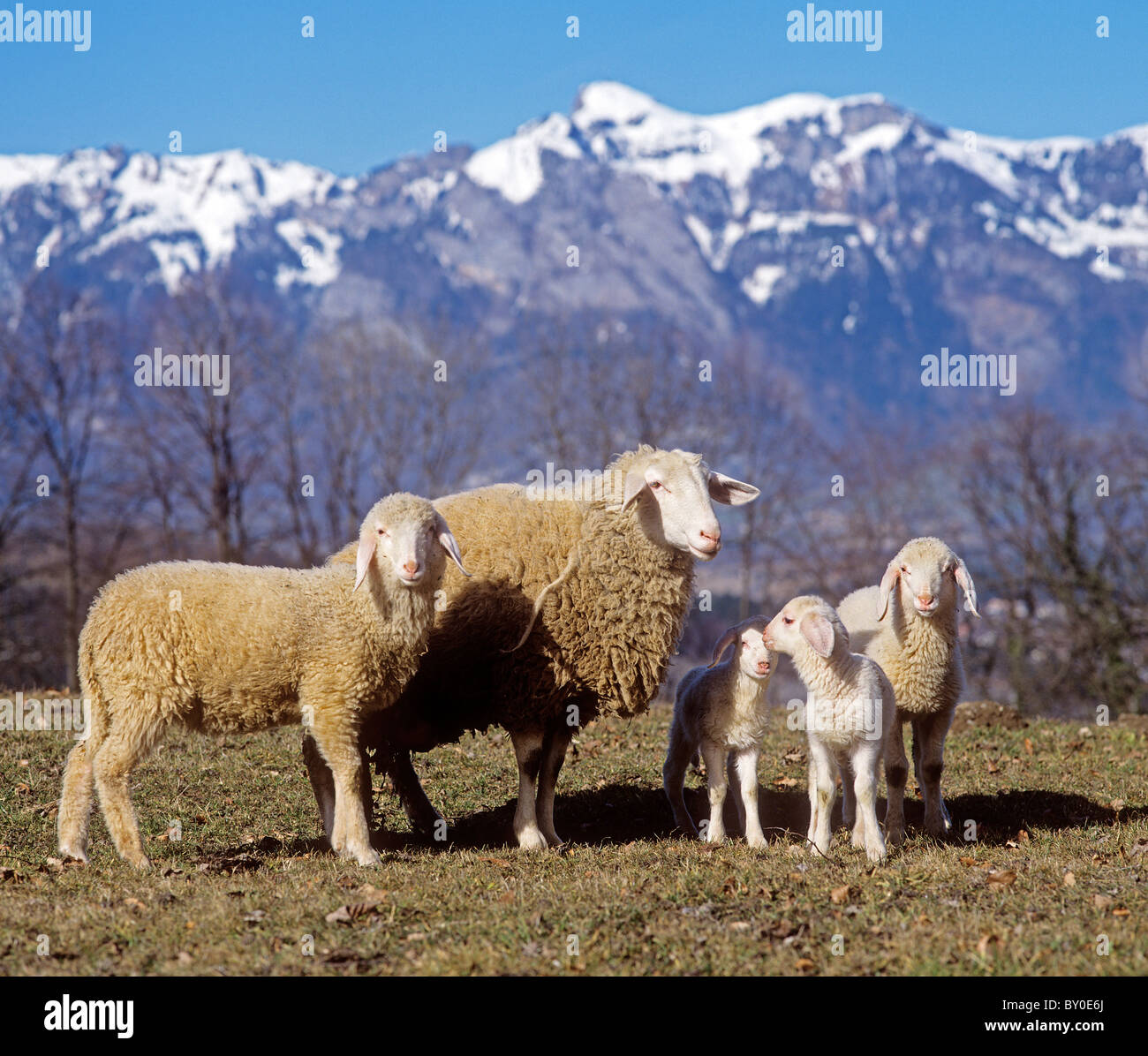 4 lambs hi-res stock photography and images - Alamy