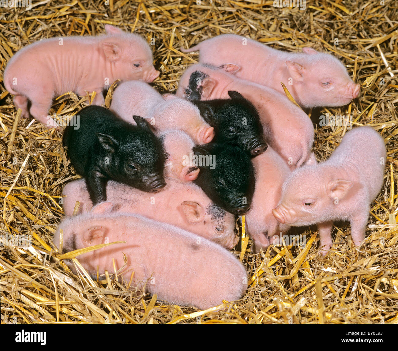 pot-bellied pig - piglets in straw Stock Photo - Alamy