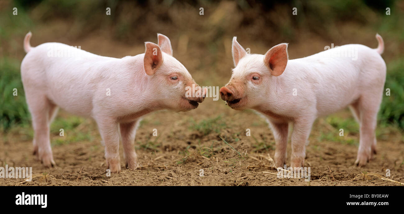 two piglets - standing Stock Photo - Alamy