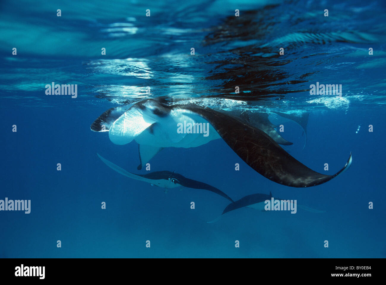 Manta ray (Manta birostris) feeding on plankton on the surface. Sudan ...