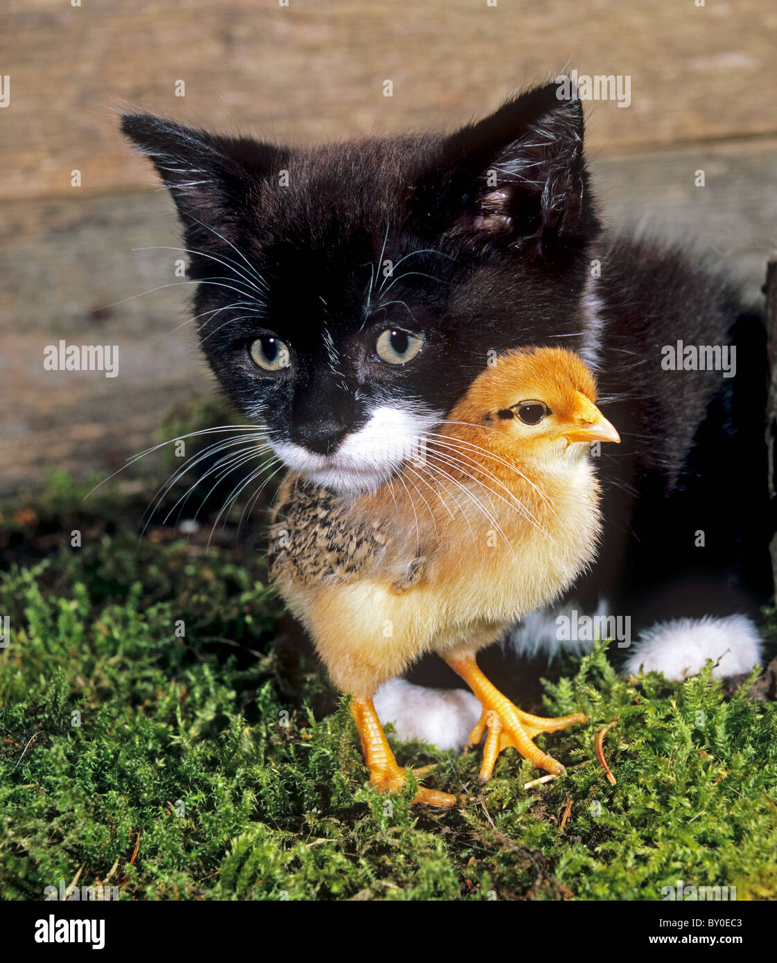 Chick and kitten hi-res stock photography and images - Alamy