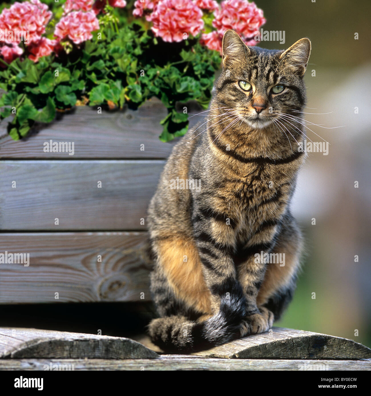 domestic cat - sitting Stock Photo - Alamy