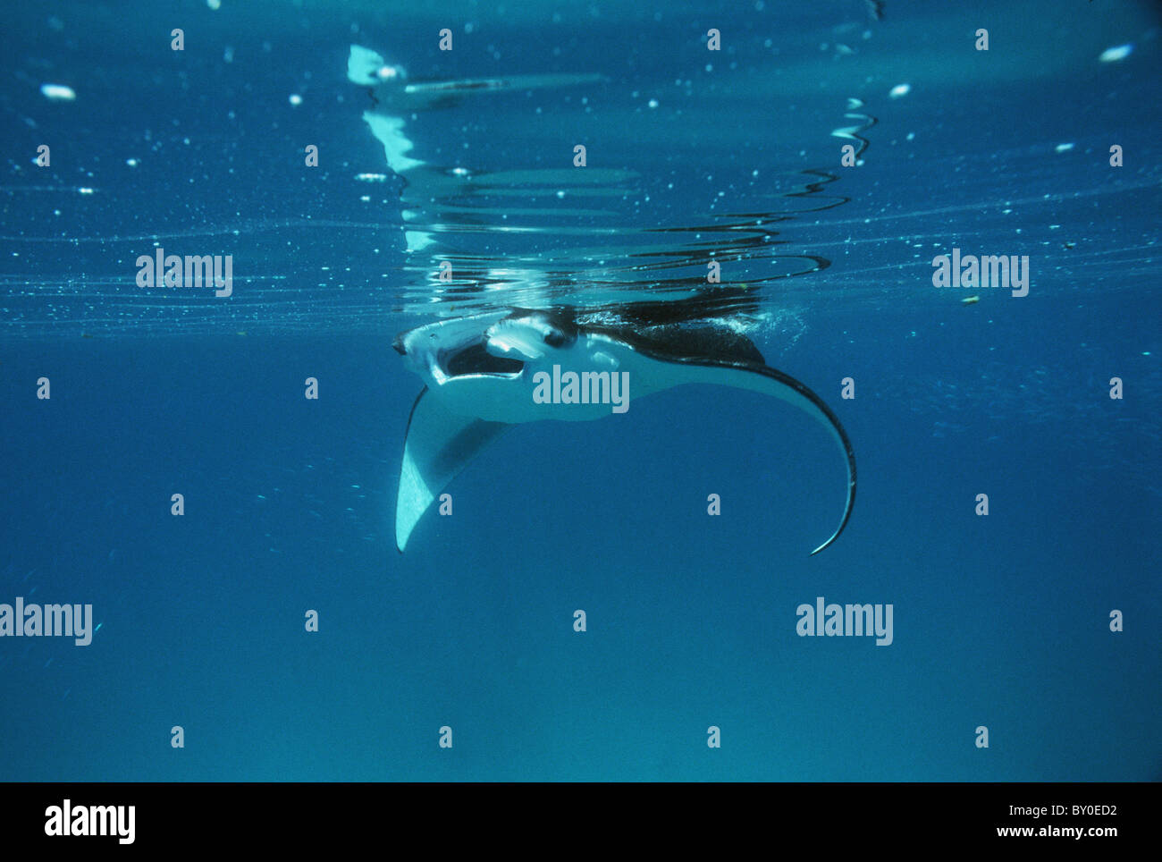 Manta ray feeding feed plankton hi-res stock photography and images - Alamy