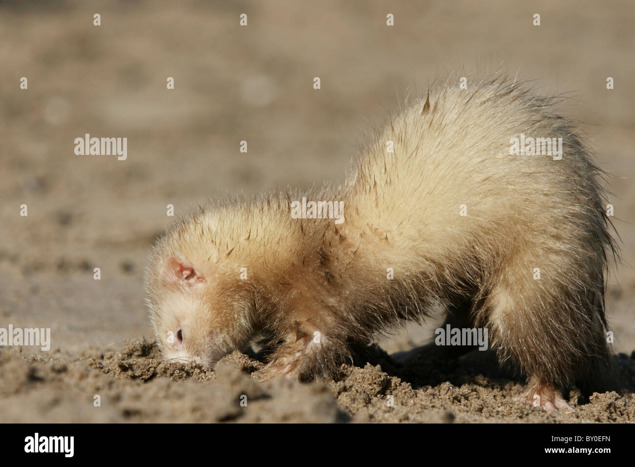 Ferret (Mustela putorius furo) digging in sand Stock Photo - Alamy