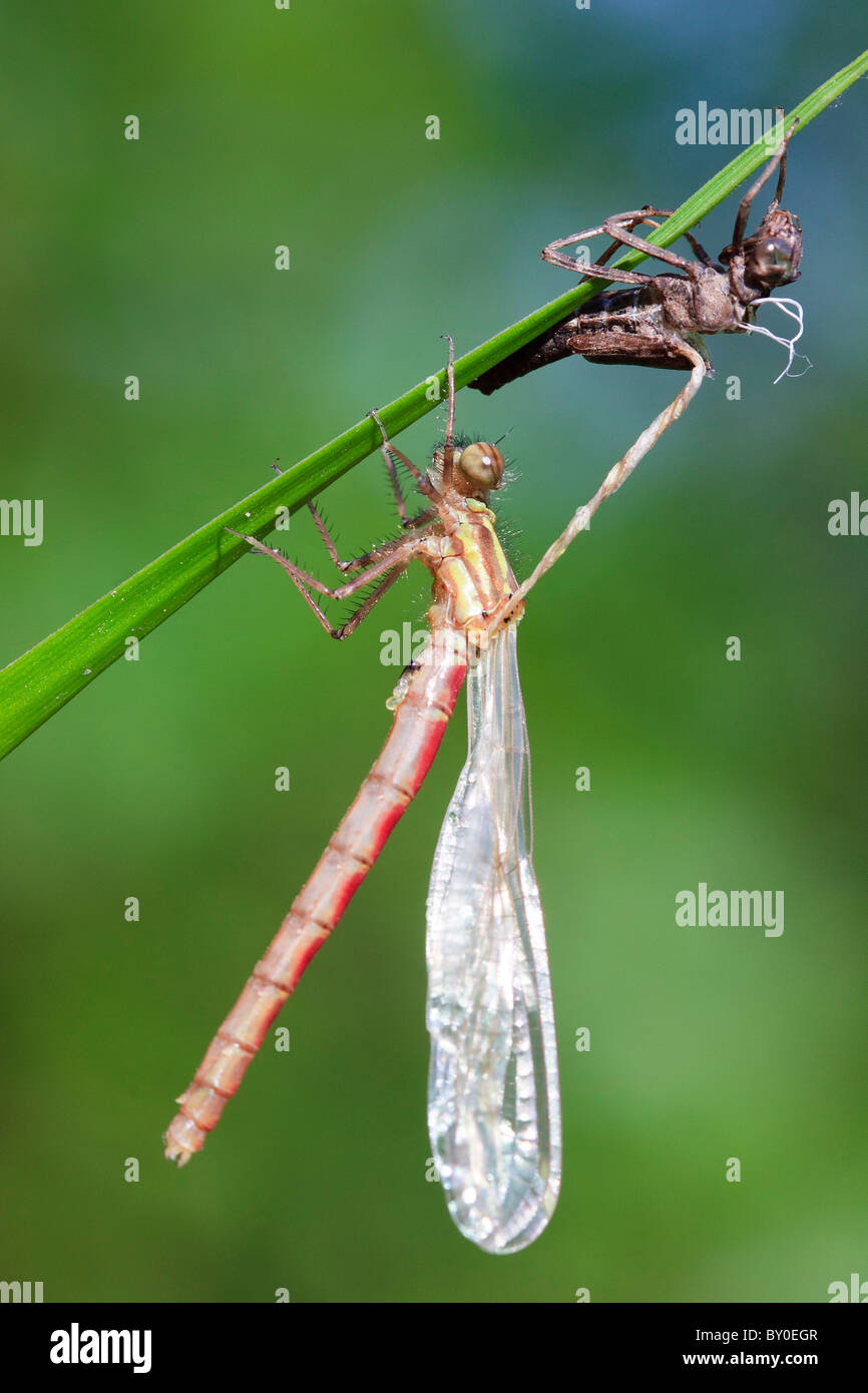 Damselfly hatching out hi-res stock photography and images - Alamy