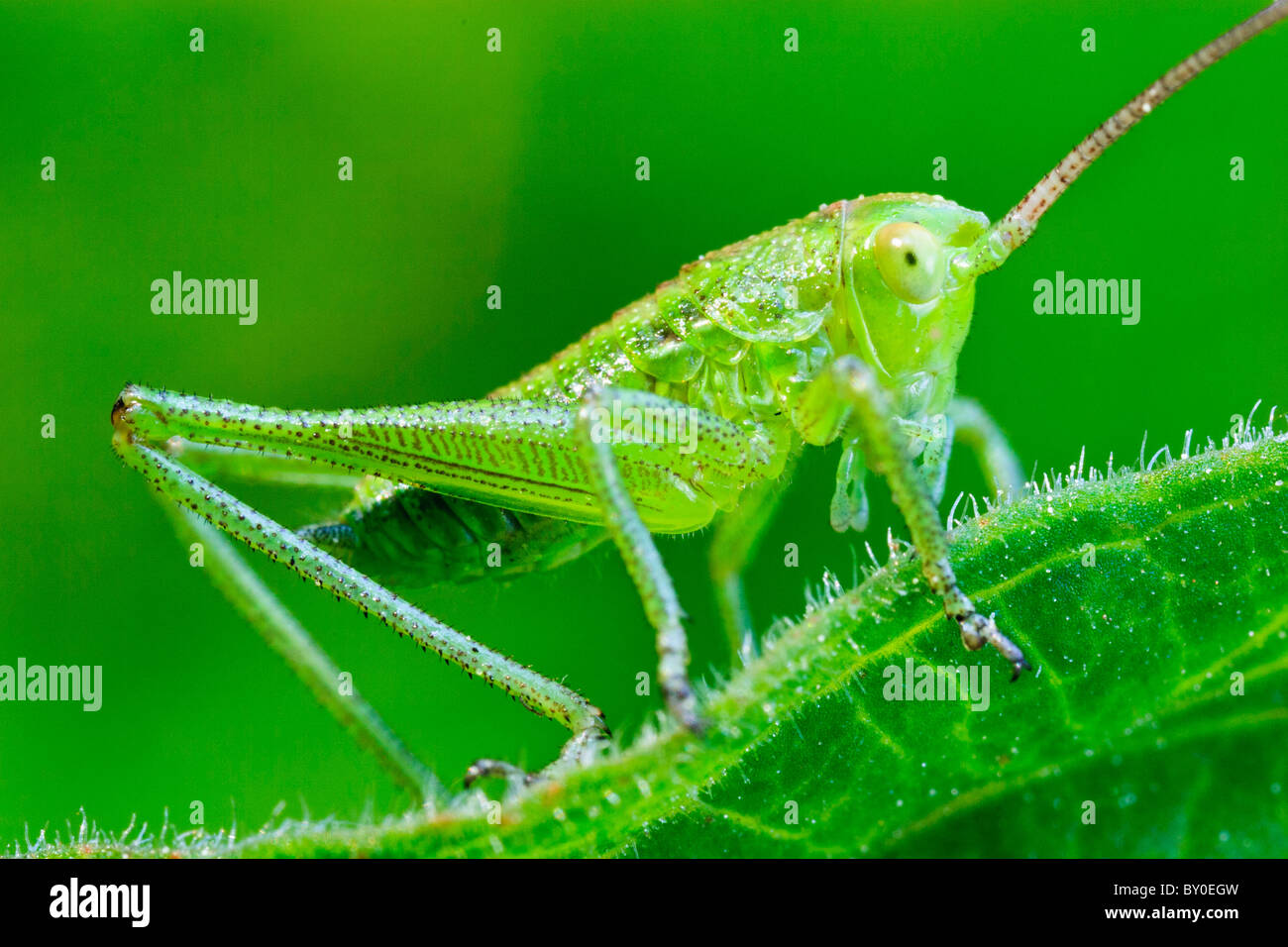 Bush cricket larvae hi-res stock photography and images - Alamy