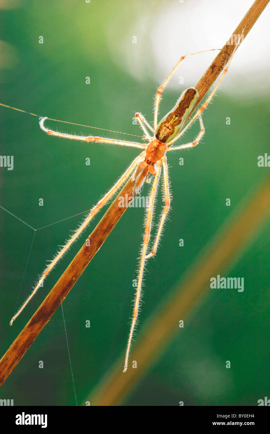 Large jawed orb web spider hi-res stock photography and images - Alamy