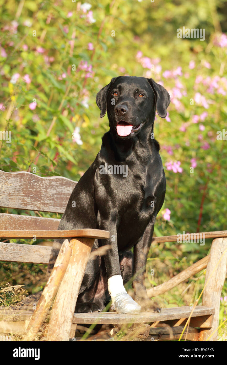 injured Labrador Retriever dog - sitting Stock Photo - Alamy