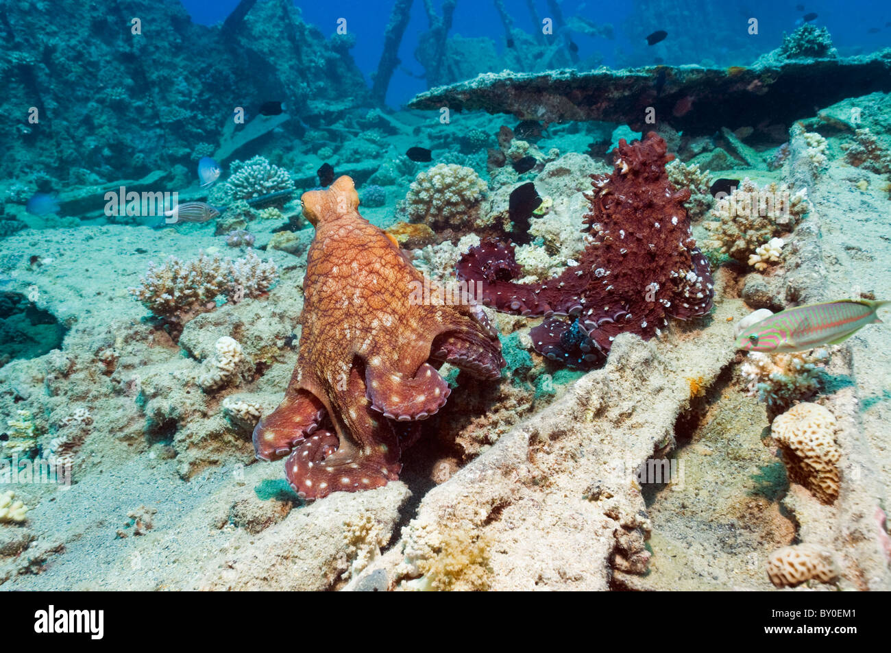 Day octopus (Octopus cyanea), mating pair on wreck. Egypt, Red Sea ...