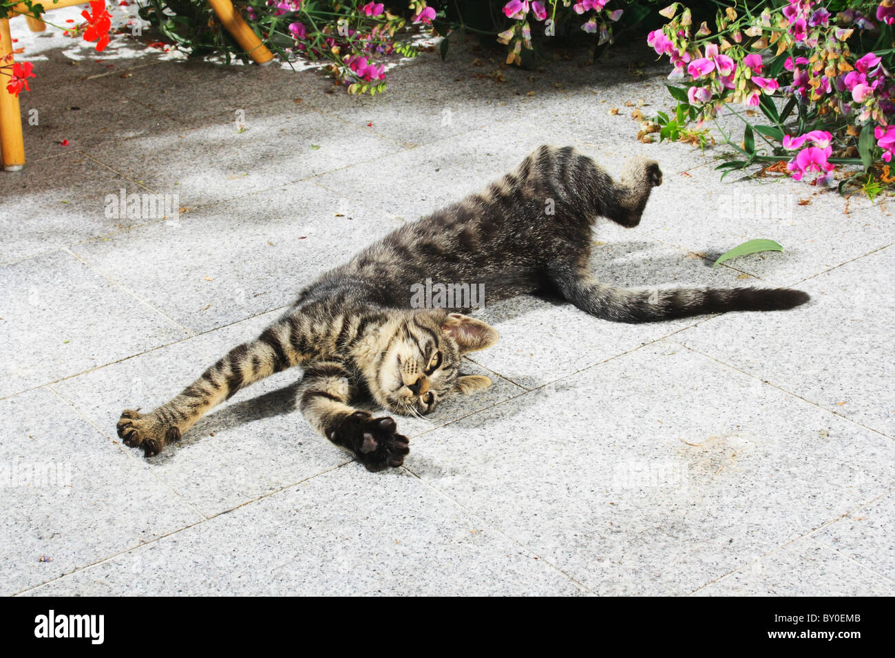 domestic cat - stretching itself Stock Photo - Alamy