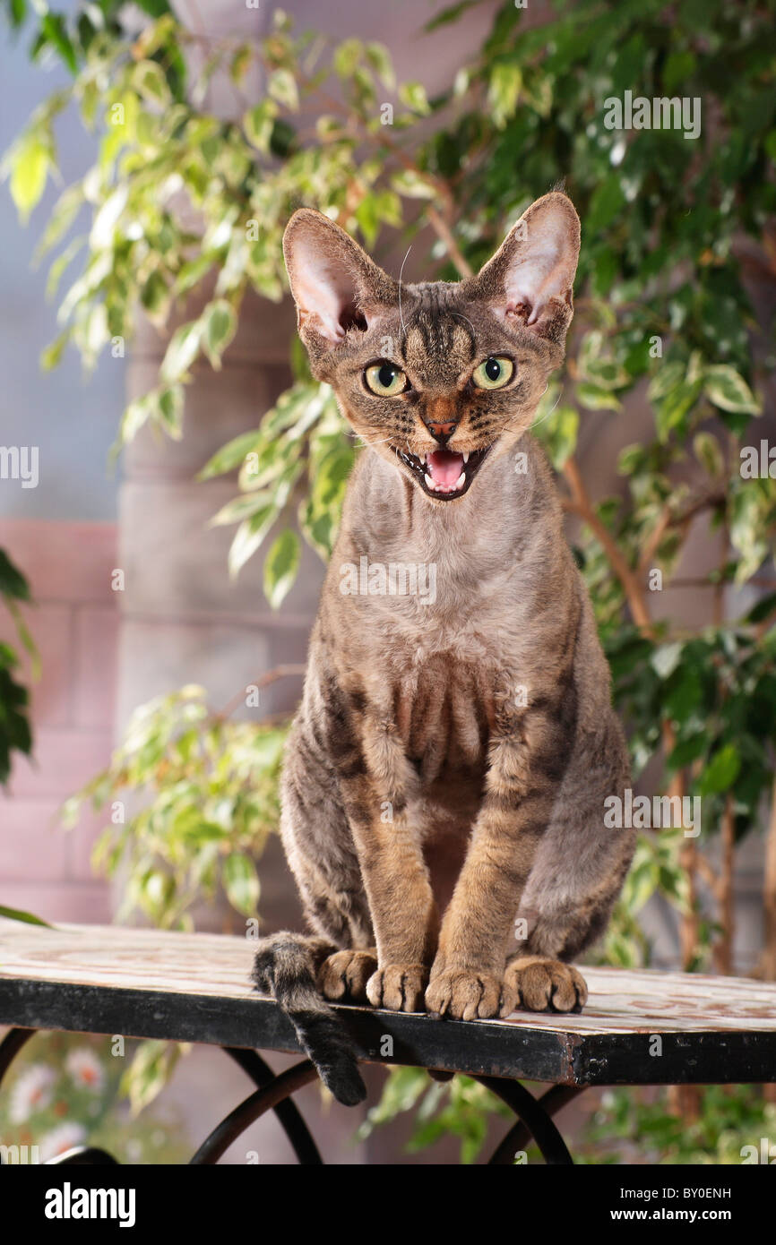 Devon Rex. Adult cat sitting on a garden table, hissing Stock Photo - Alamy