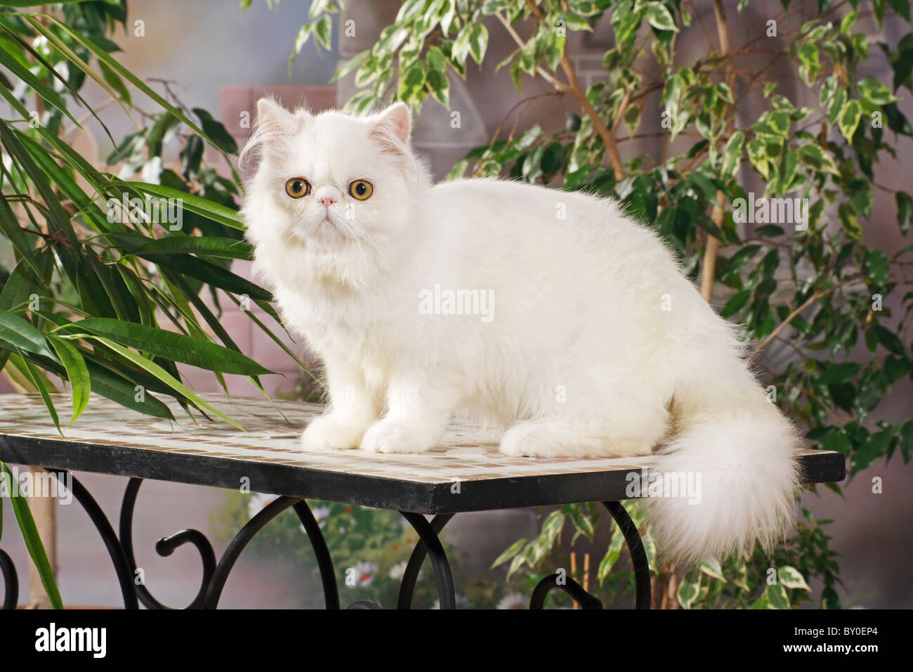 Persian cat - sitting Stock Photo - Alamy