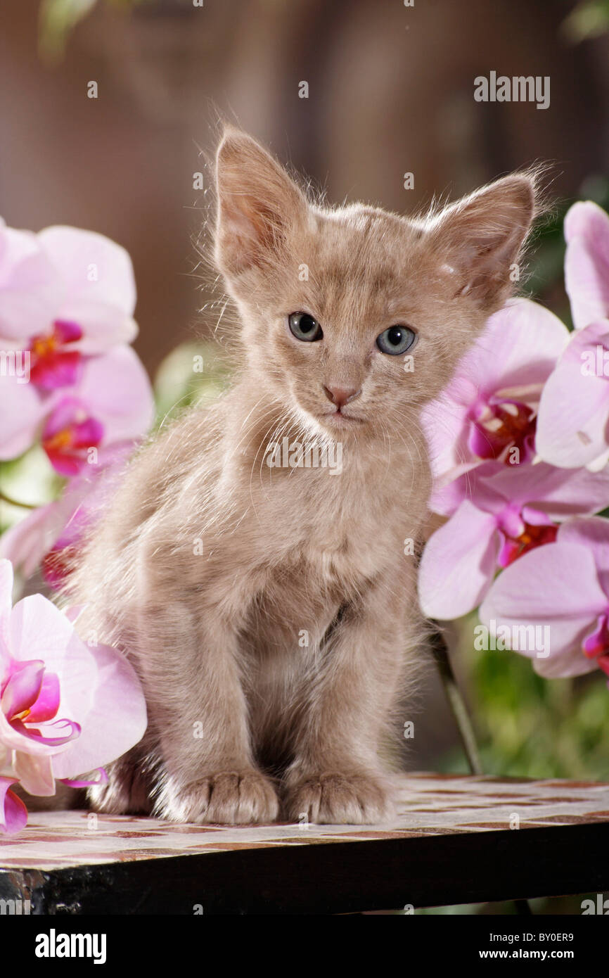 Javanese cat kitten sitting hi-res stock photography and images - Alamy