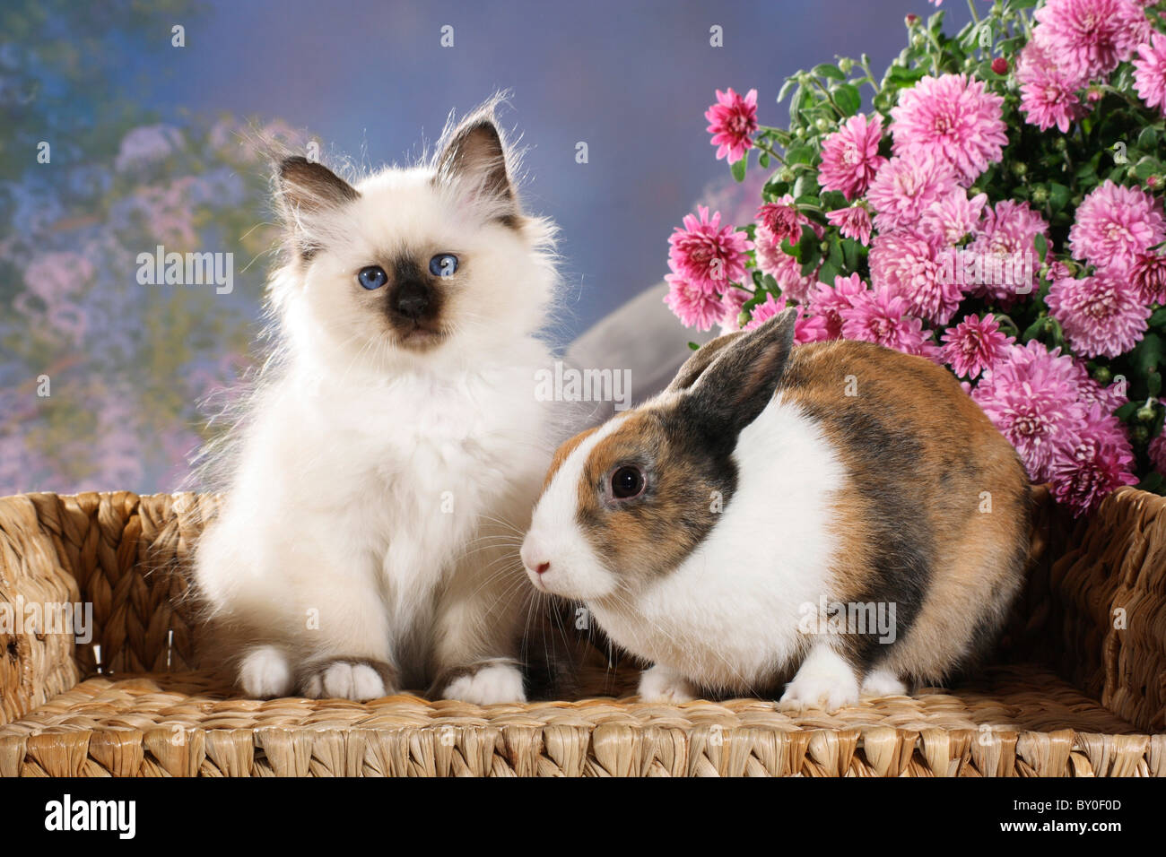 animal friendship : Sacred cat of Burma kitten and rabbit Stock Photo ...