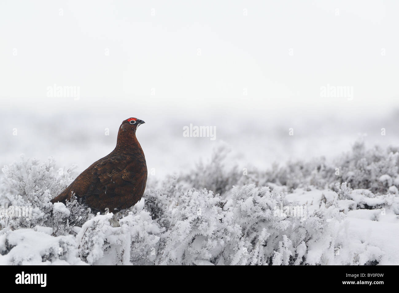 Red grouse peak district hi-res stock photography and images - Alamy