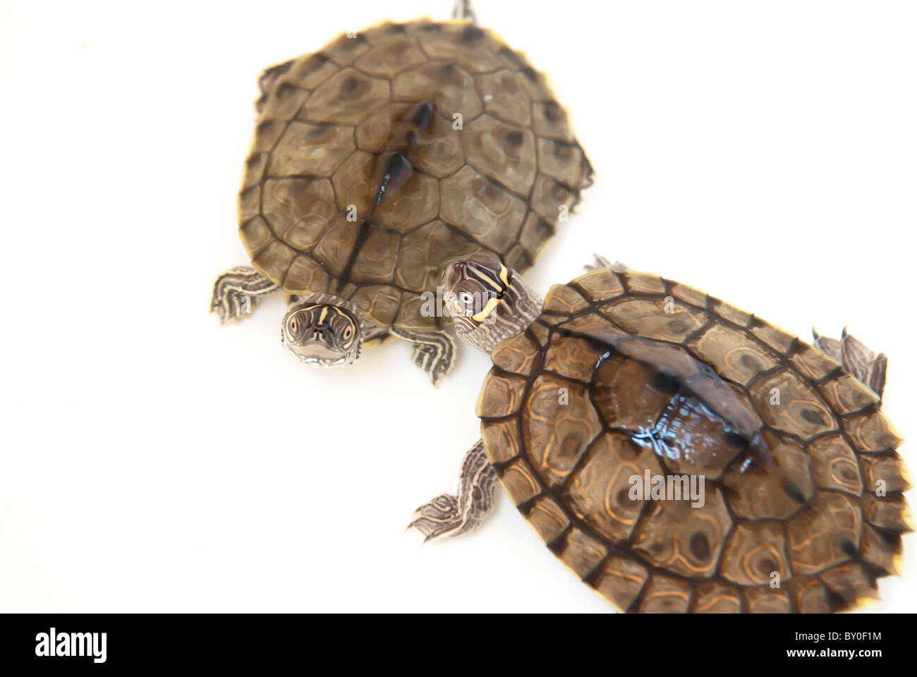 Two turtles hi-res stock photography and images - Alamy