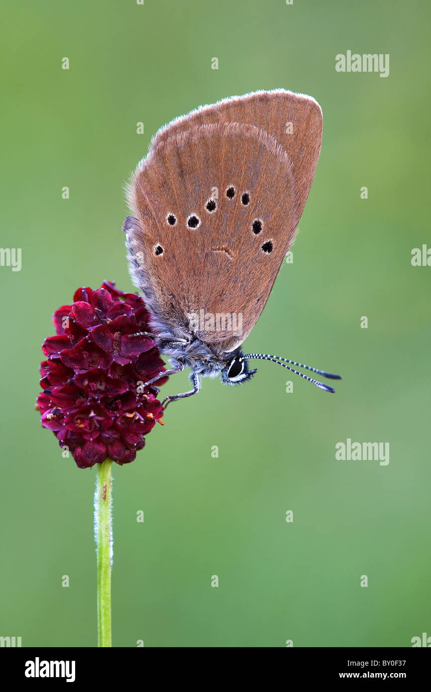 Dusky Large Blue (Maculinea nausithous) on Burnet. Germany Stock Photo ...