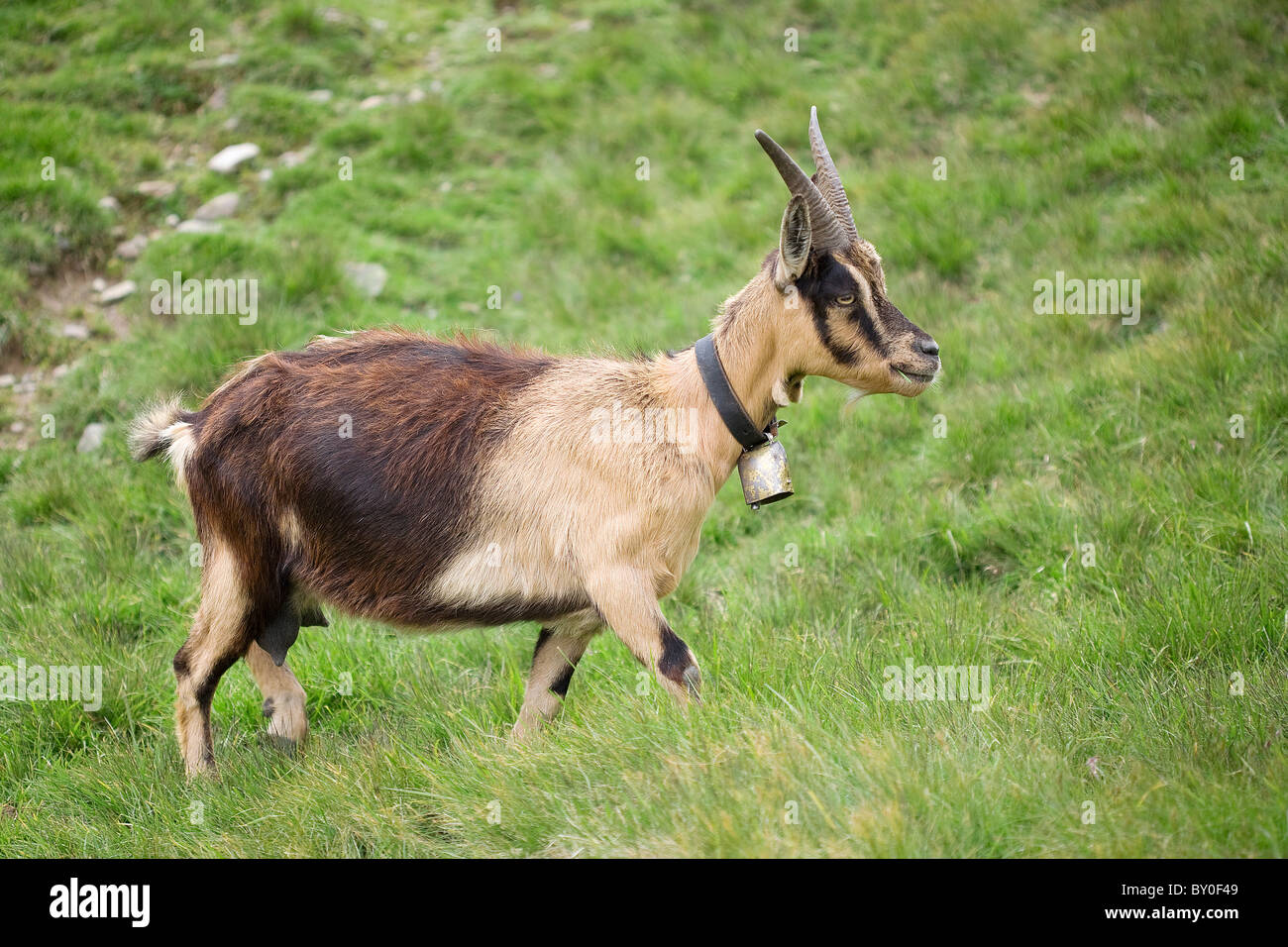 goat - walking on meadow Stock Photo - Alamy