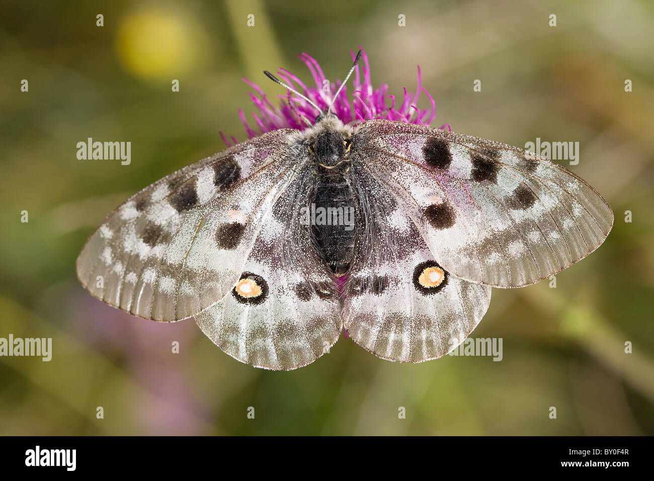 Apollos parnassius apollo hi-res stock photography and images - Alamy