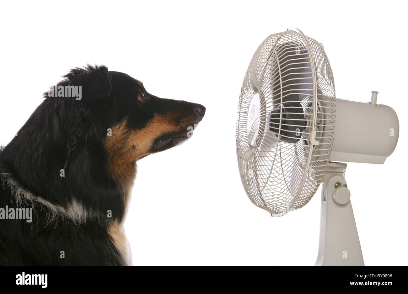 Border Collie dog at fan Stock Photo - Alamy