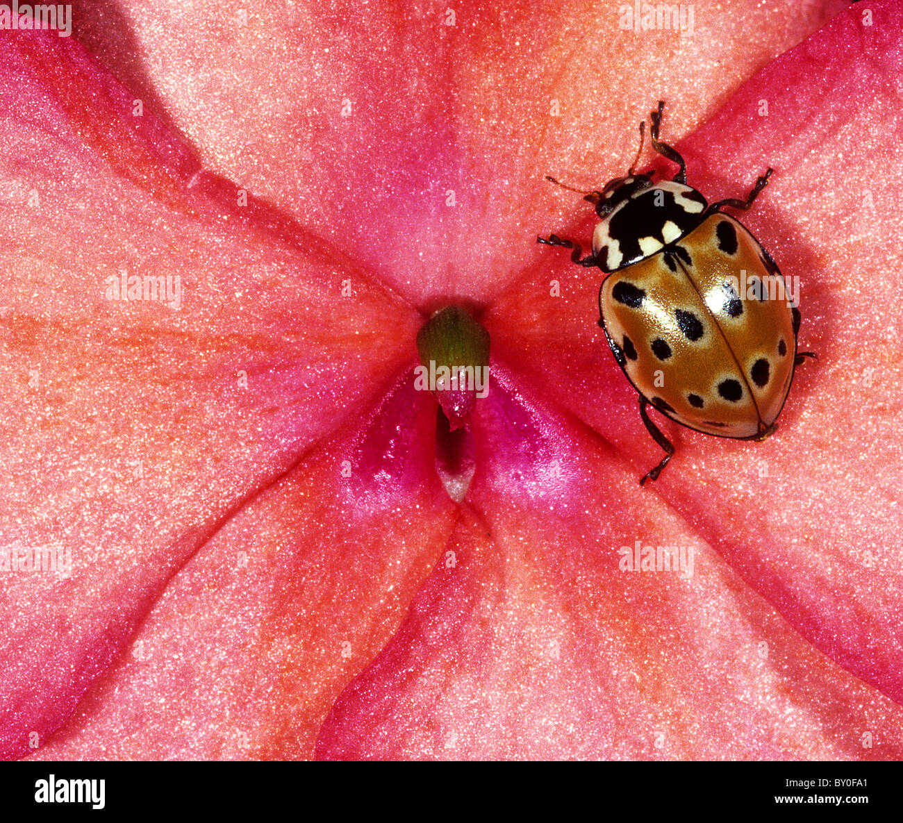 Eyed ladybird on blossom / Anatis ocellata Stock Photo - Alamy
