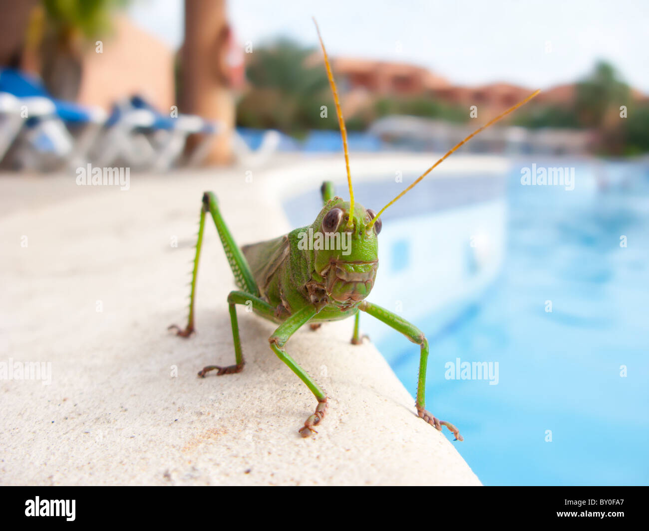 A grasshopper at the pool Stock Photo - Alamy