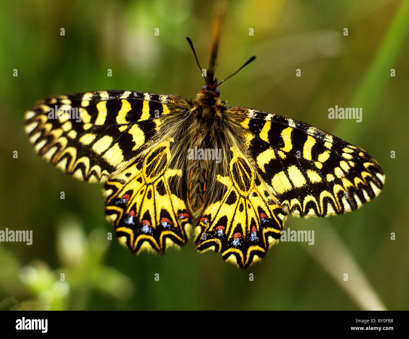 Southern Festoon / Zerynthia polyxena Stock Photo - Alamy