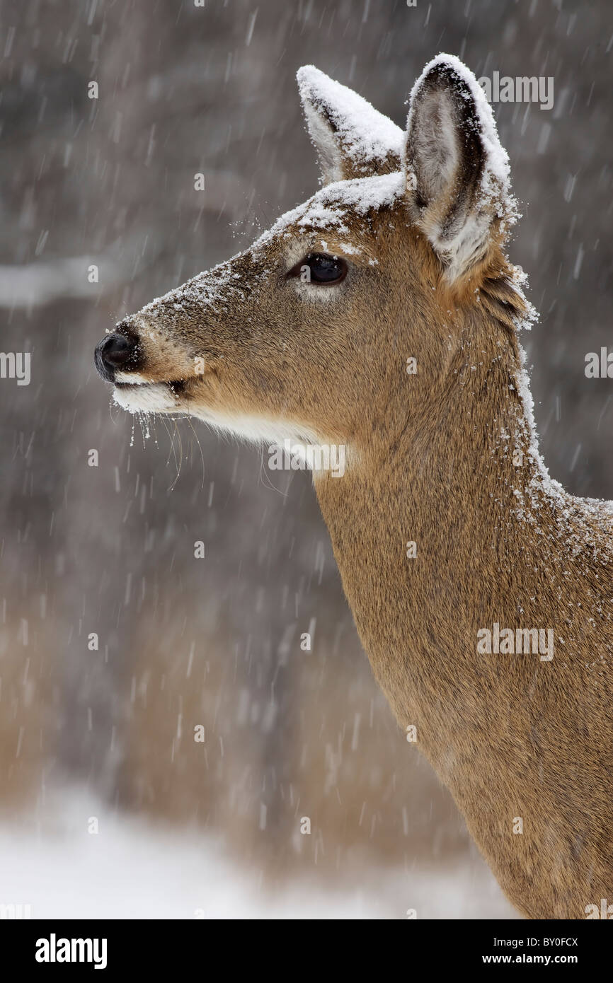 White-tailed Deer (Odocoileus virginianus) New York - Doe - In snow ...