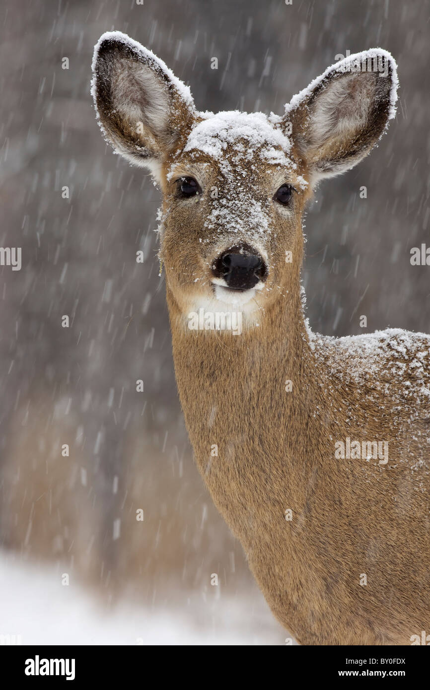 White-tailed Deer (Odocoileus virginianus) New York - Doe - In snow ...