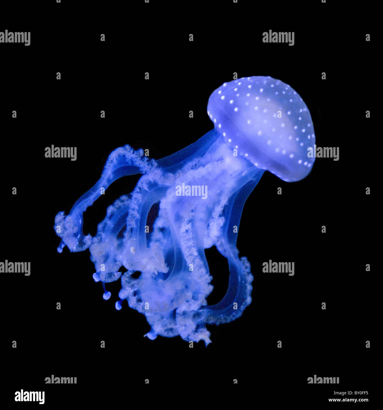 White-spotted jellyfish, Floating Bell (Phyllorhiza punctata) under ...