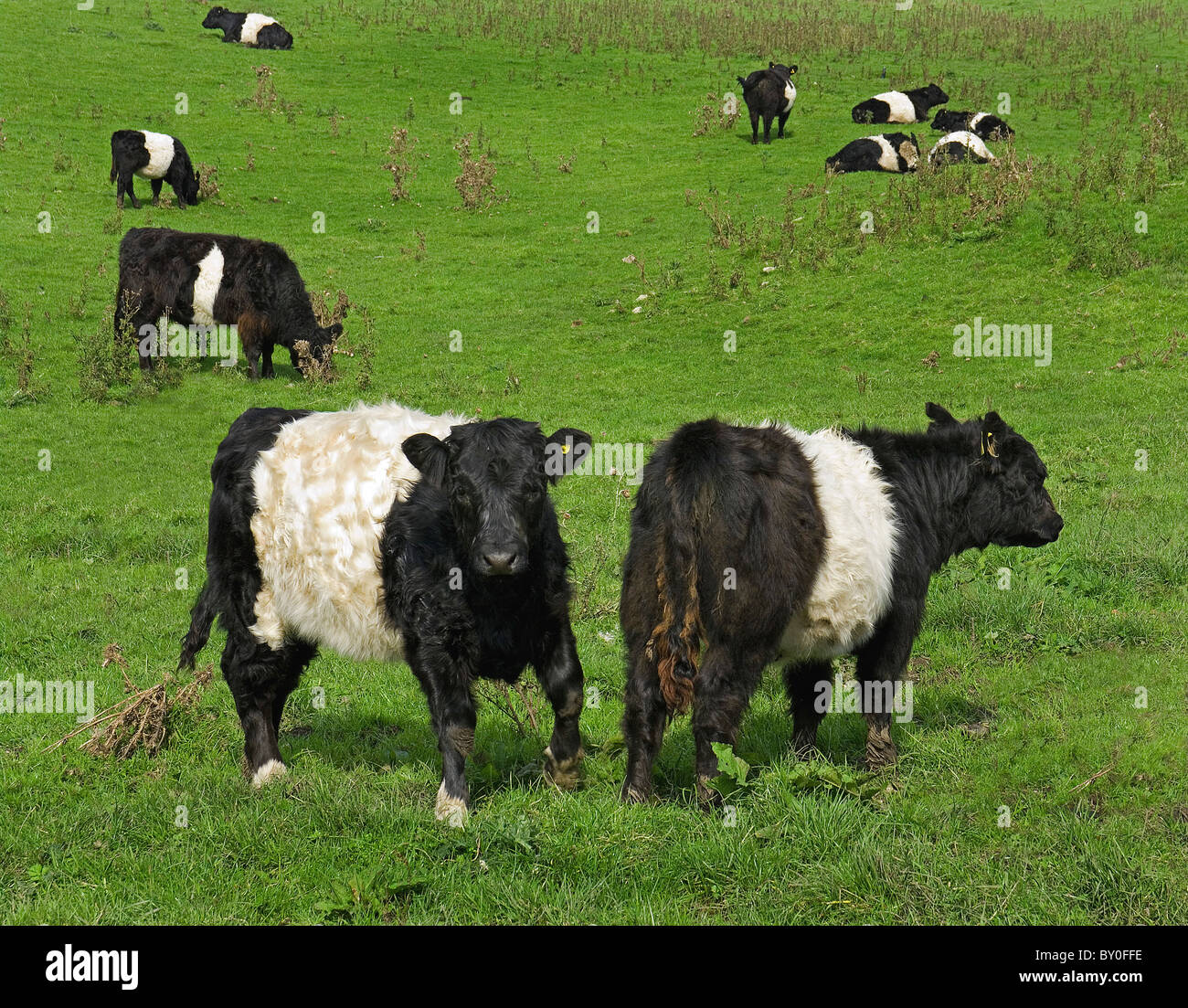 young Galloway cattle on meadow Stock Photo - Alamy