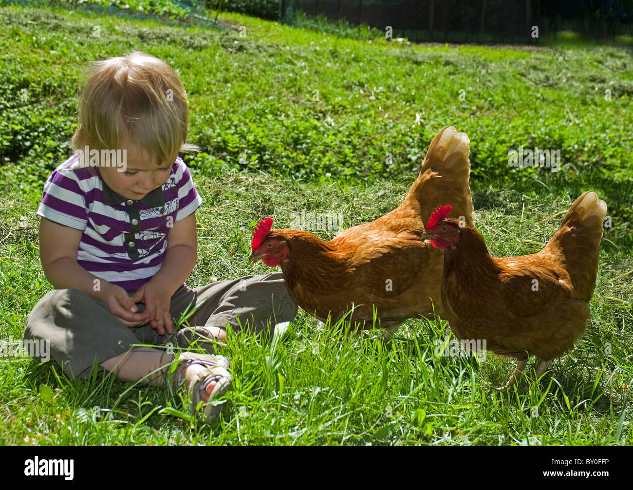 Domestic chicken. Child with two hens on a meadow Stock Photo - Alamy