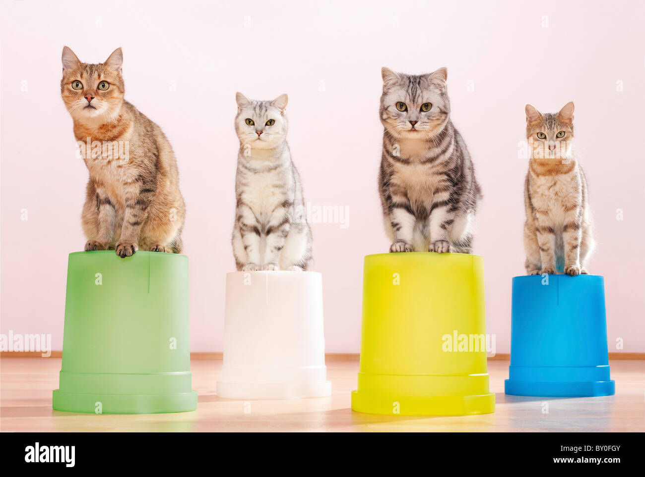 Four cats hi-res stock photography and images - Alamy