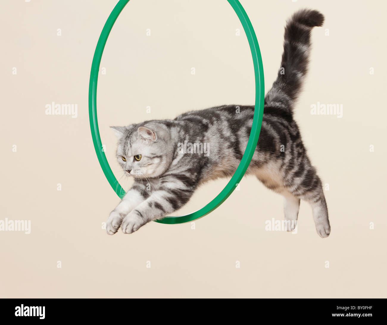 British Shorthair cat jumping through ring Stock Photo - Alamy