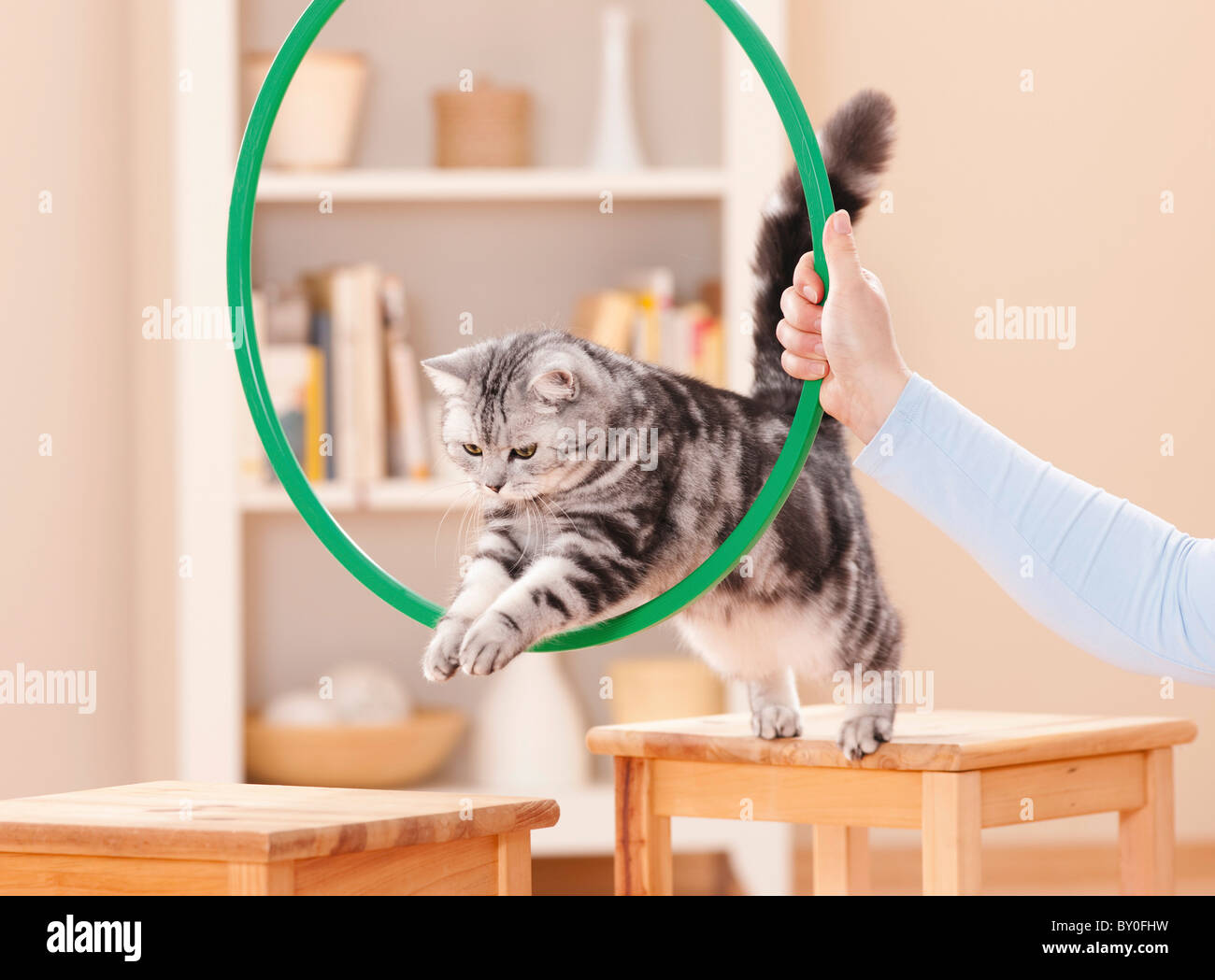 British Shorthair cat jumping through ring Stock Photo - Alamy
