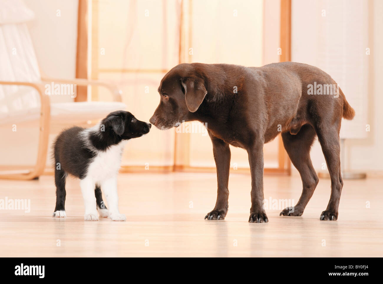 Border Collie dog puppy and Labrador Retriever dog Stock Photo - Alamy