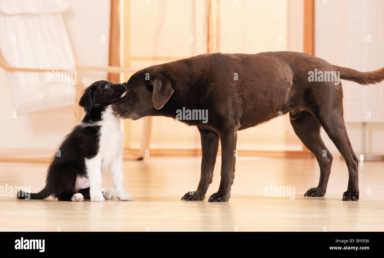 Border Collie dog puppy and Labrador Retriever dog Stock Photo - Alamy