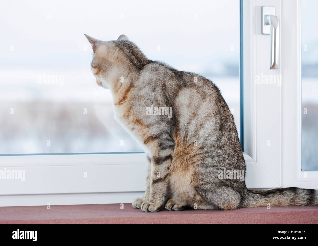 domestic cat looking out of window Stock Photo - Alamy