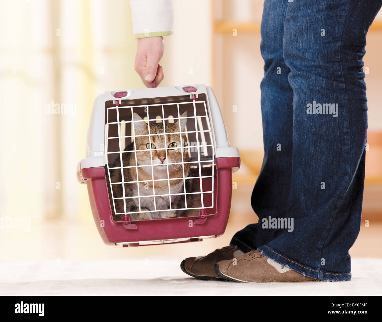 domestic cat in transport box Stock Photo - Alamy