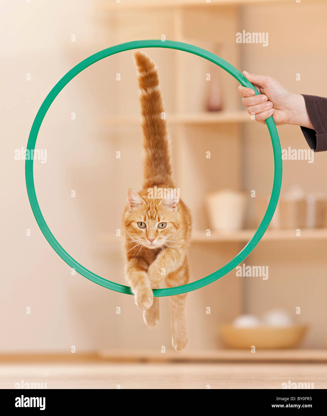 Domestic cat. Red tabby adult jumping through a hoop Stock Photo - Alamy