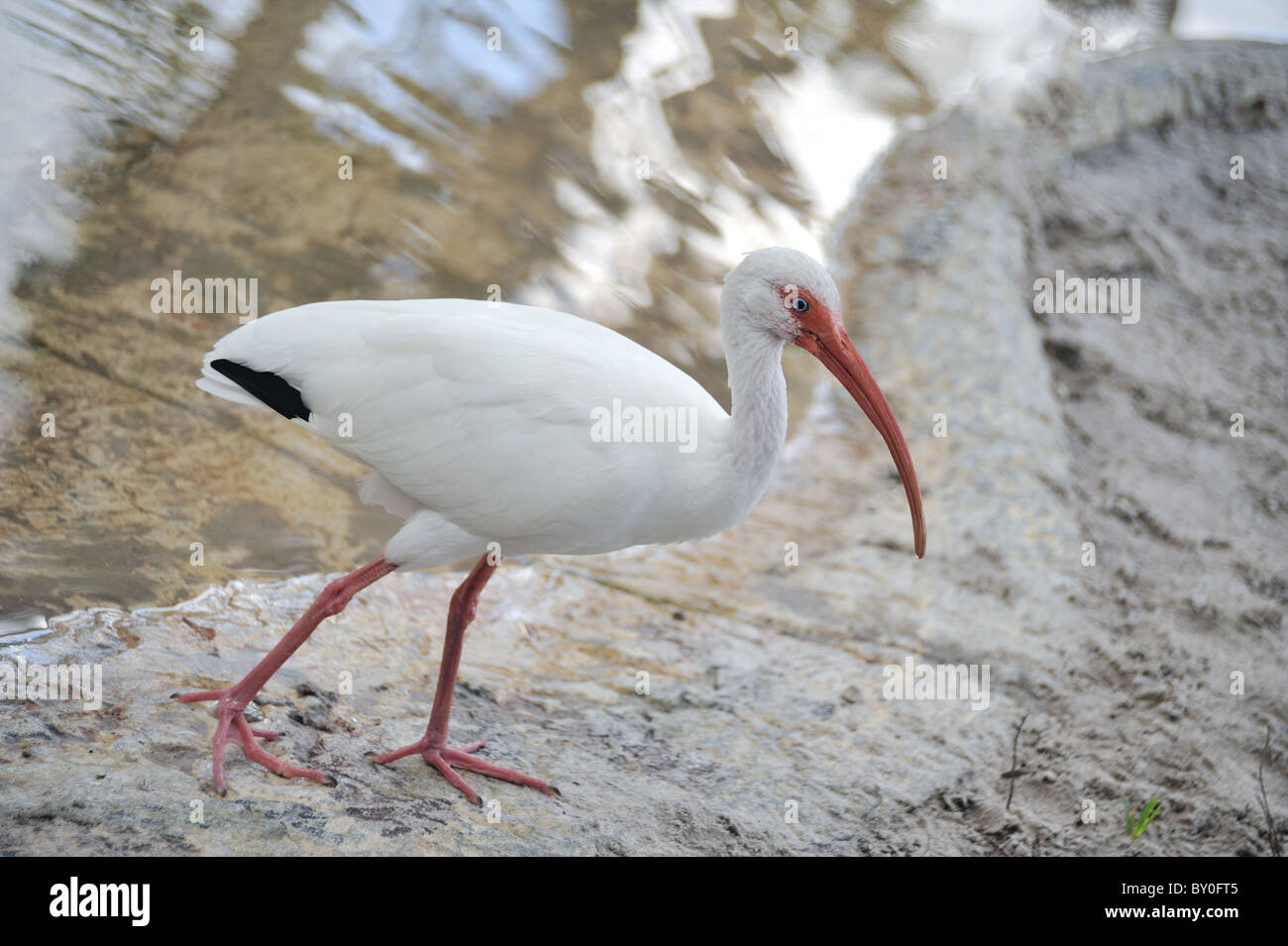 Ibis Eudocimus albus Bird common to Florida Stock Photo - Alamy