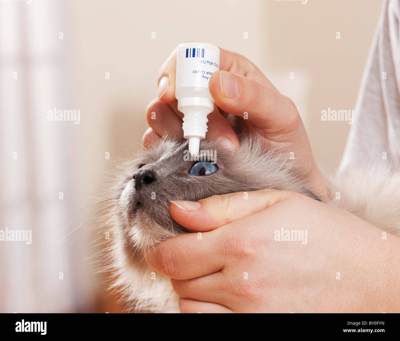 Sacred cat of Burma getting eye drops Stock Photo - Alamy