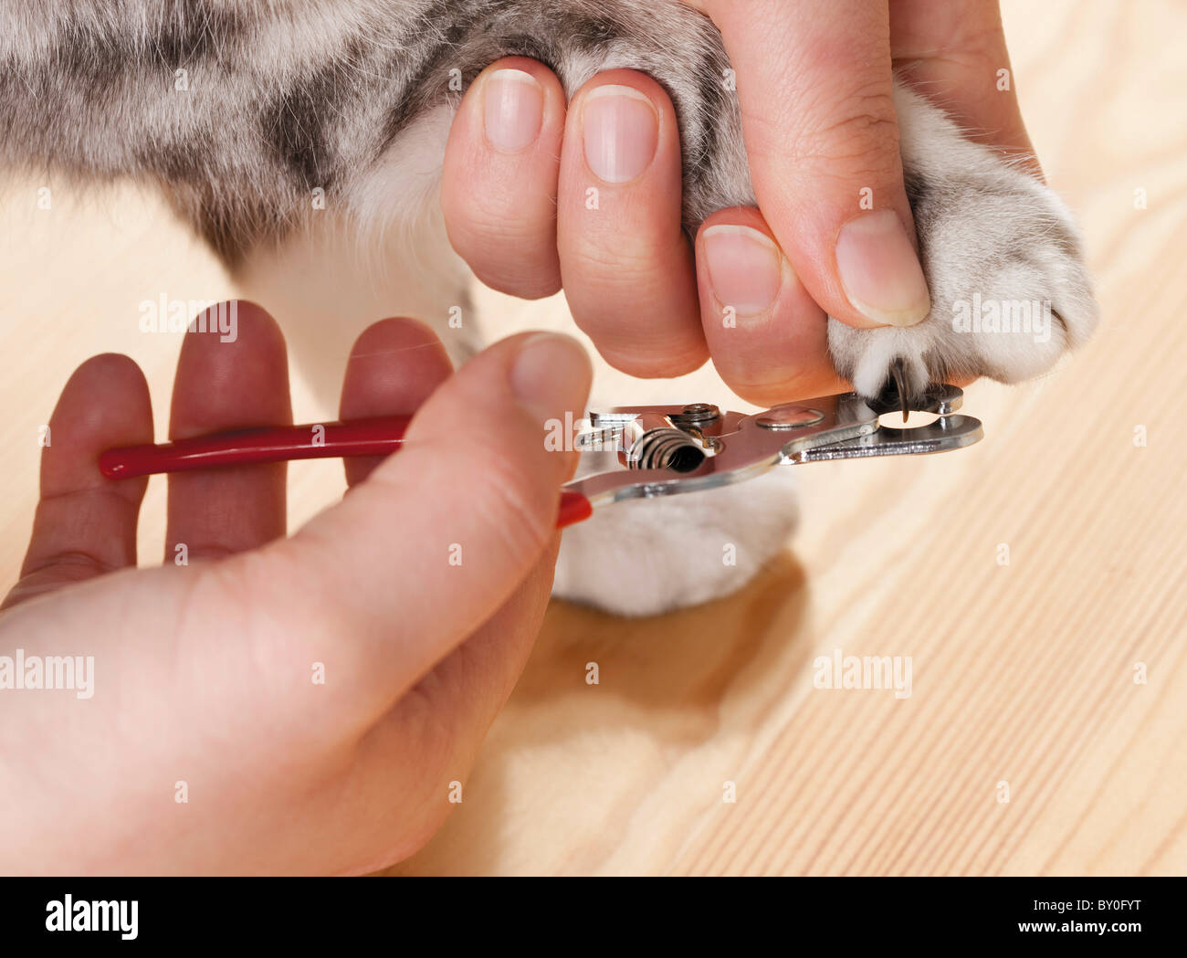 cat - cutting claws Stock Photo - Alamy