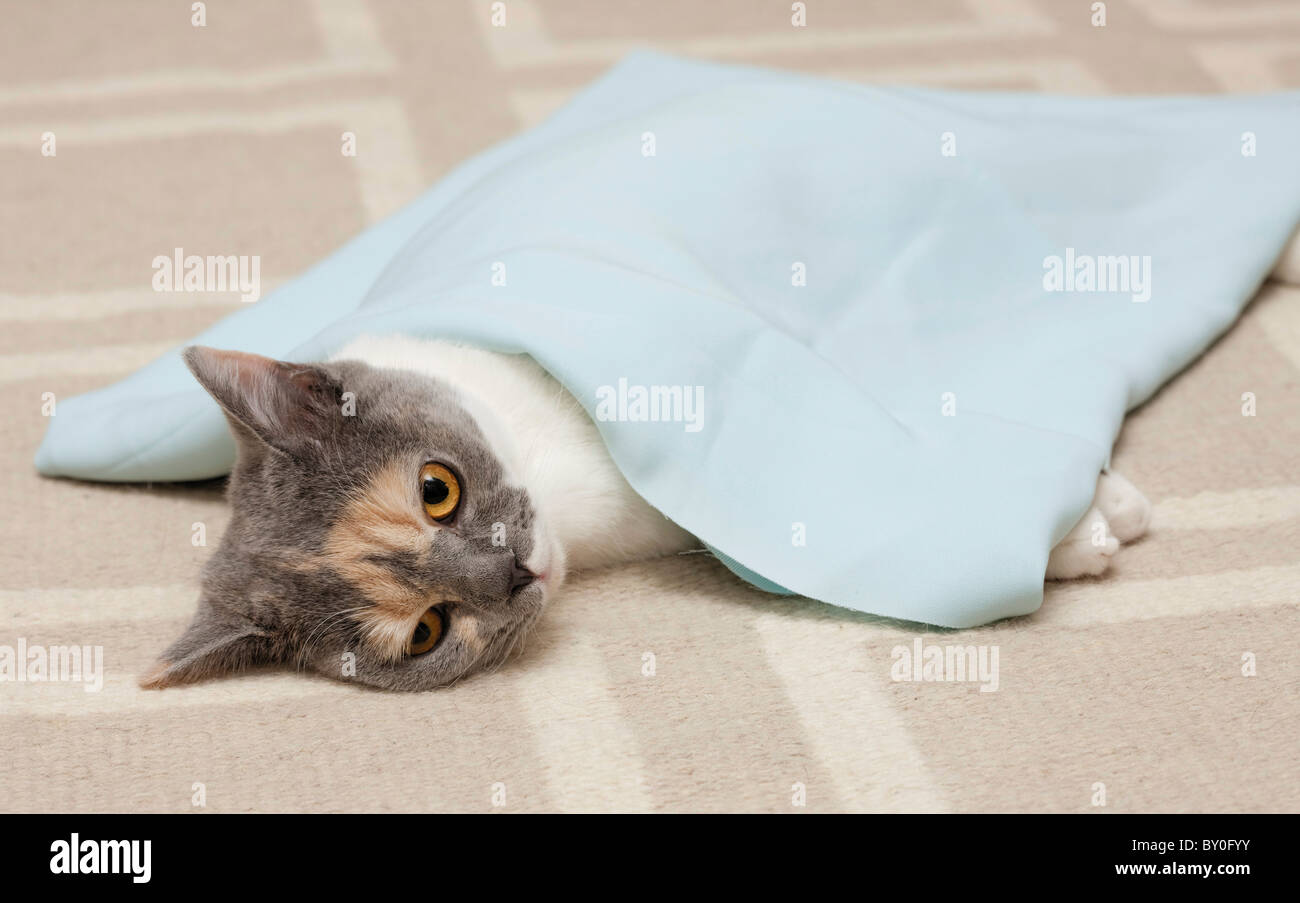 British Shorthair. An unconscious cat lies under a blanket Stock Photo ...