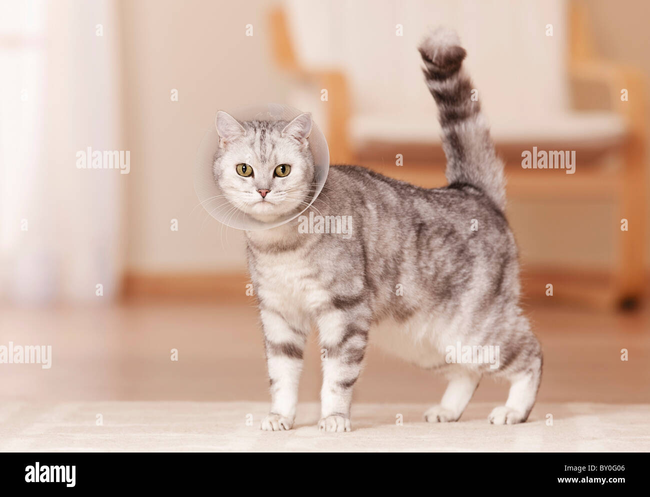 British Shorthair cat with cervical collar Stock Photo - Alamy