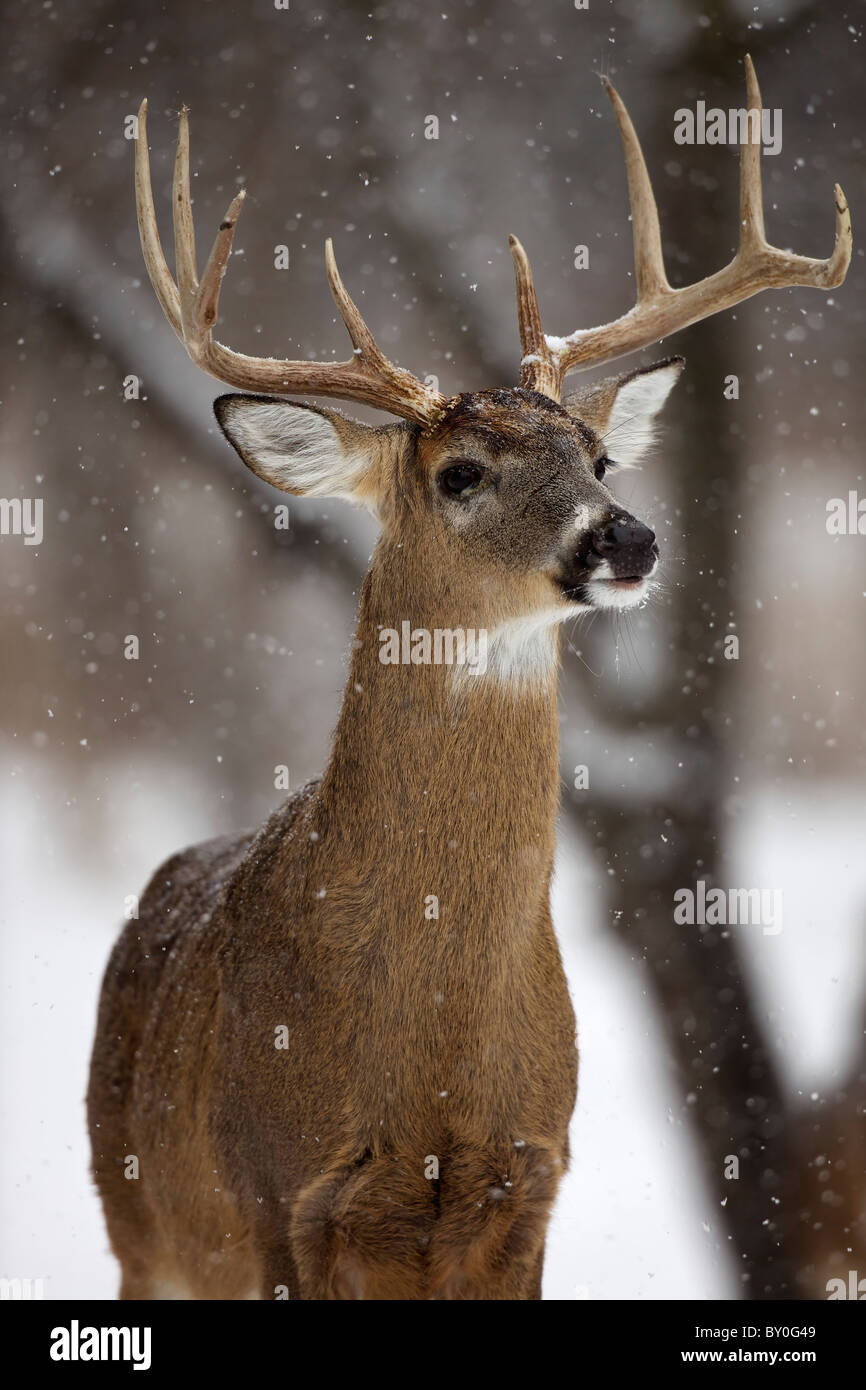 White-tailed Deer (Odocoileus virginianus) New York - Buck - In snow ...