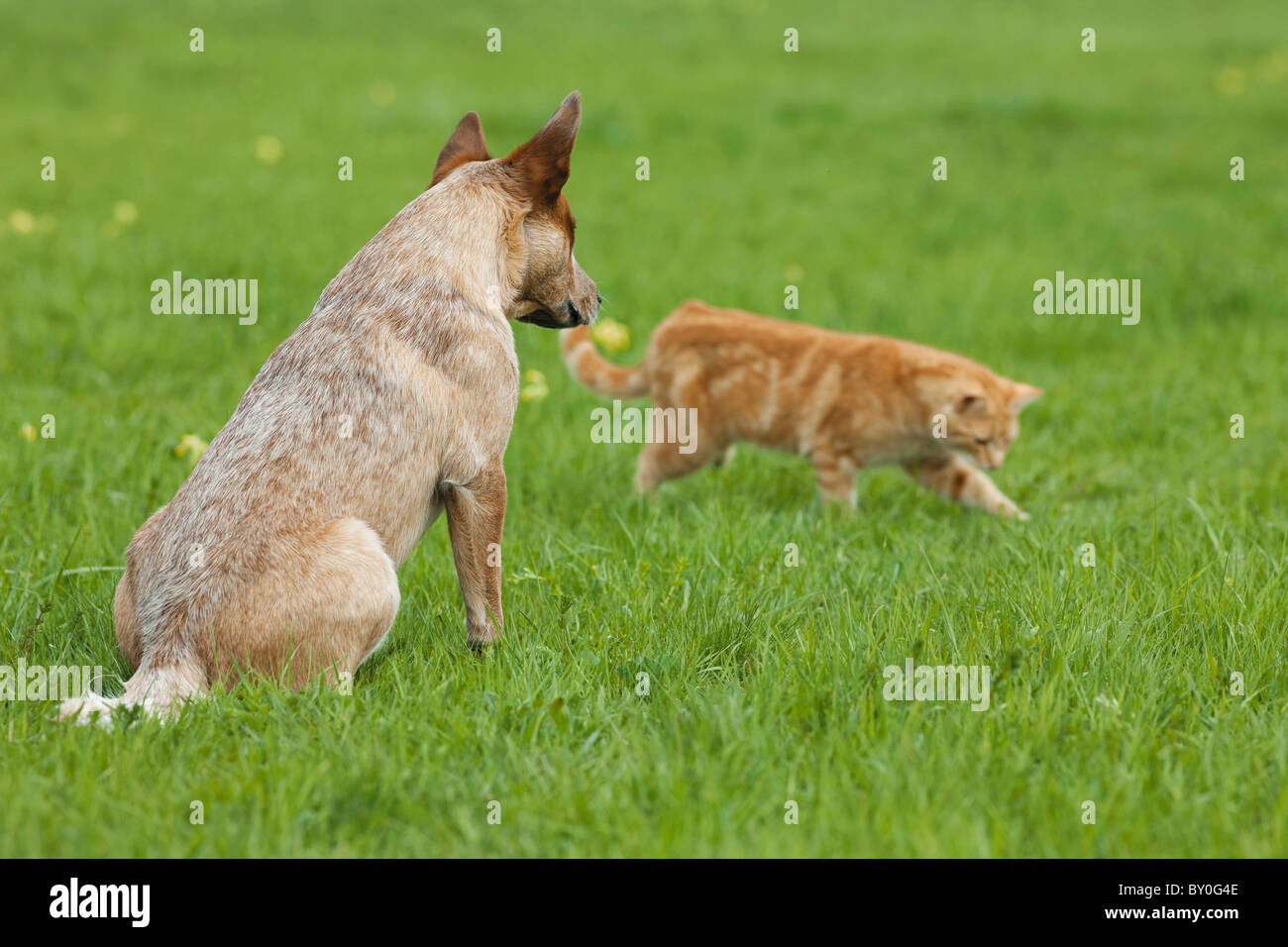 Australian Cattle dog watching domestic cat Stock Photo - Alamy